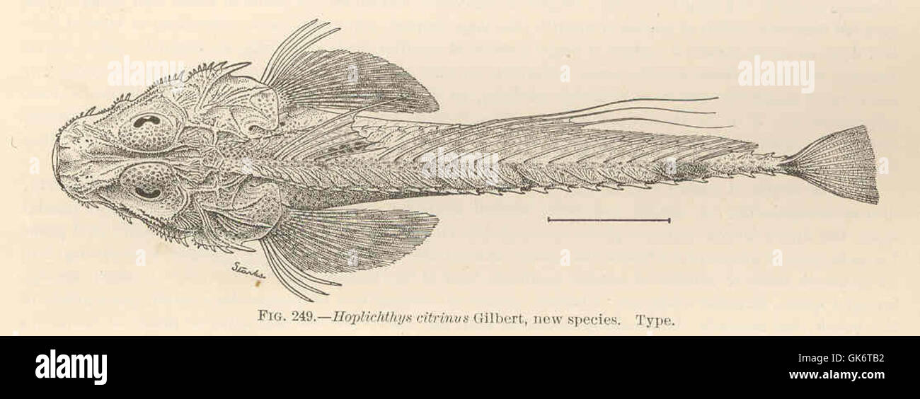 The illustration of the new species Hoplichthys citrinus Gilbert ...