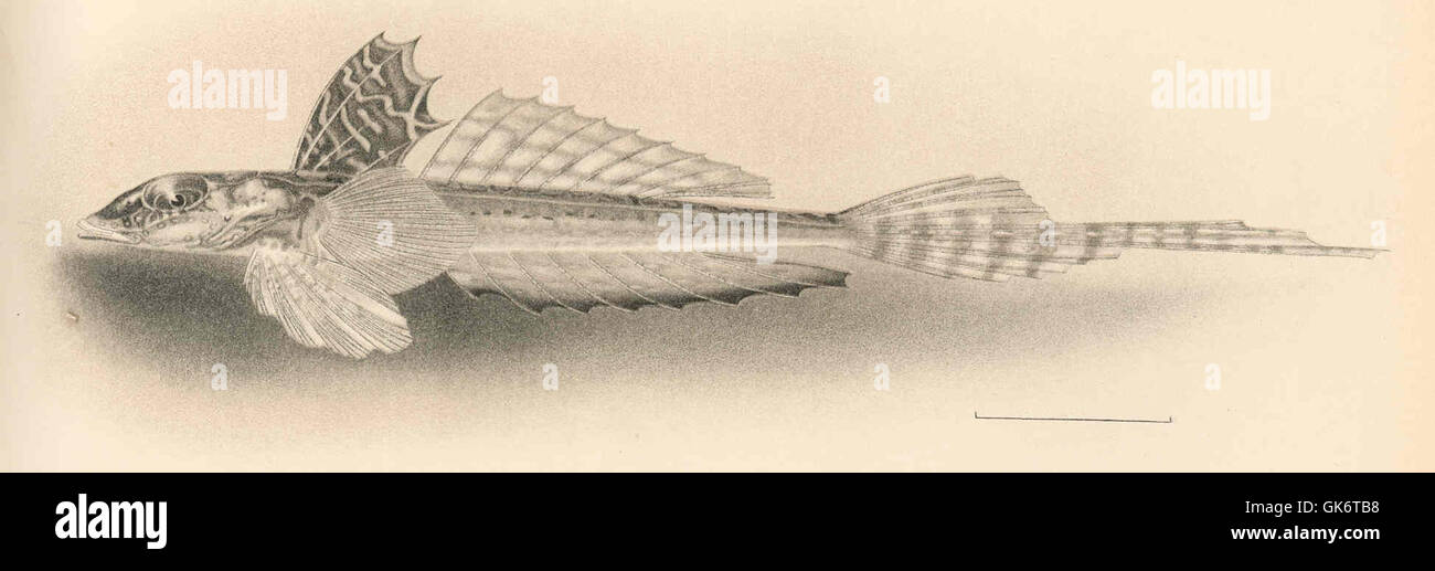 Callionymus hi-res stock photography and images - Alamy