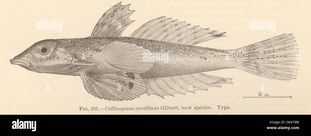 This illustration from an ancient manuscript depicts Callionymus ...