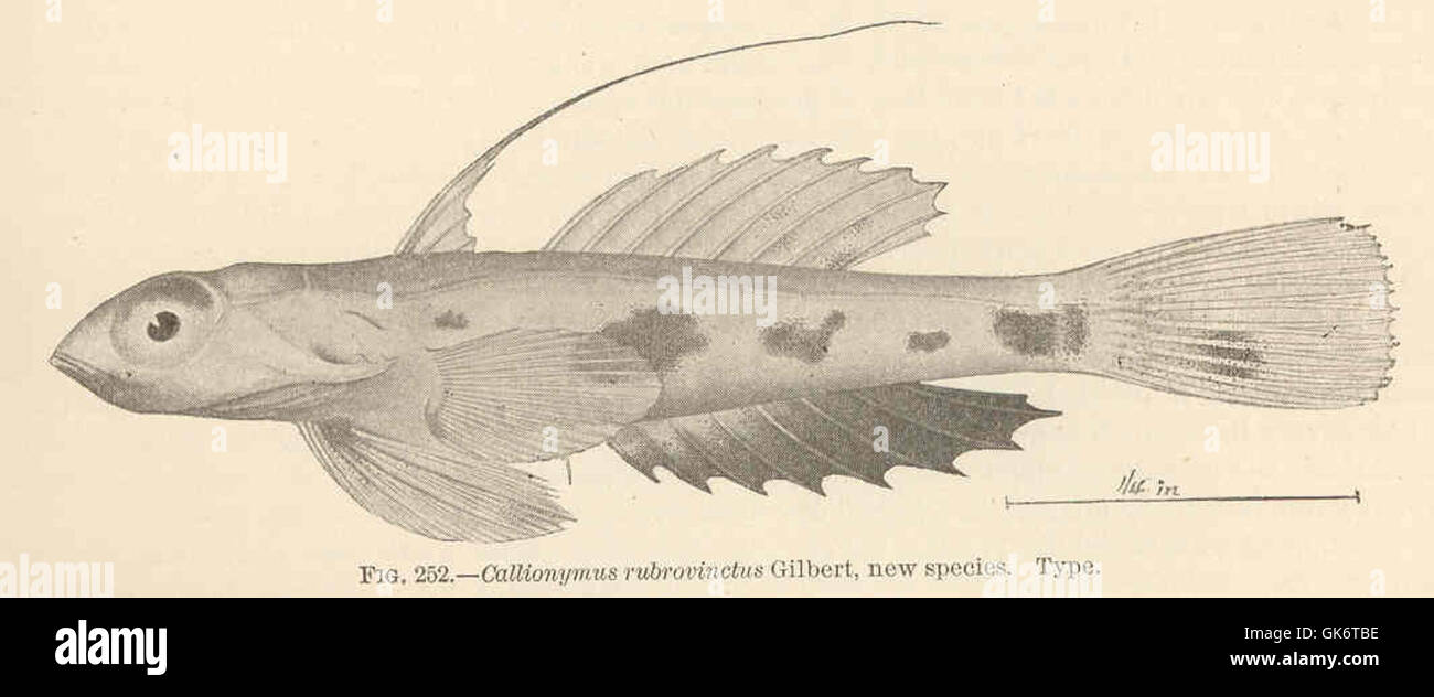 A scientific illustration depicting *Callionymus rubrovinctus*, a newly ...