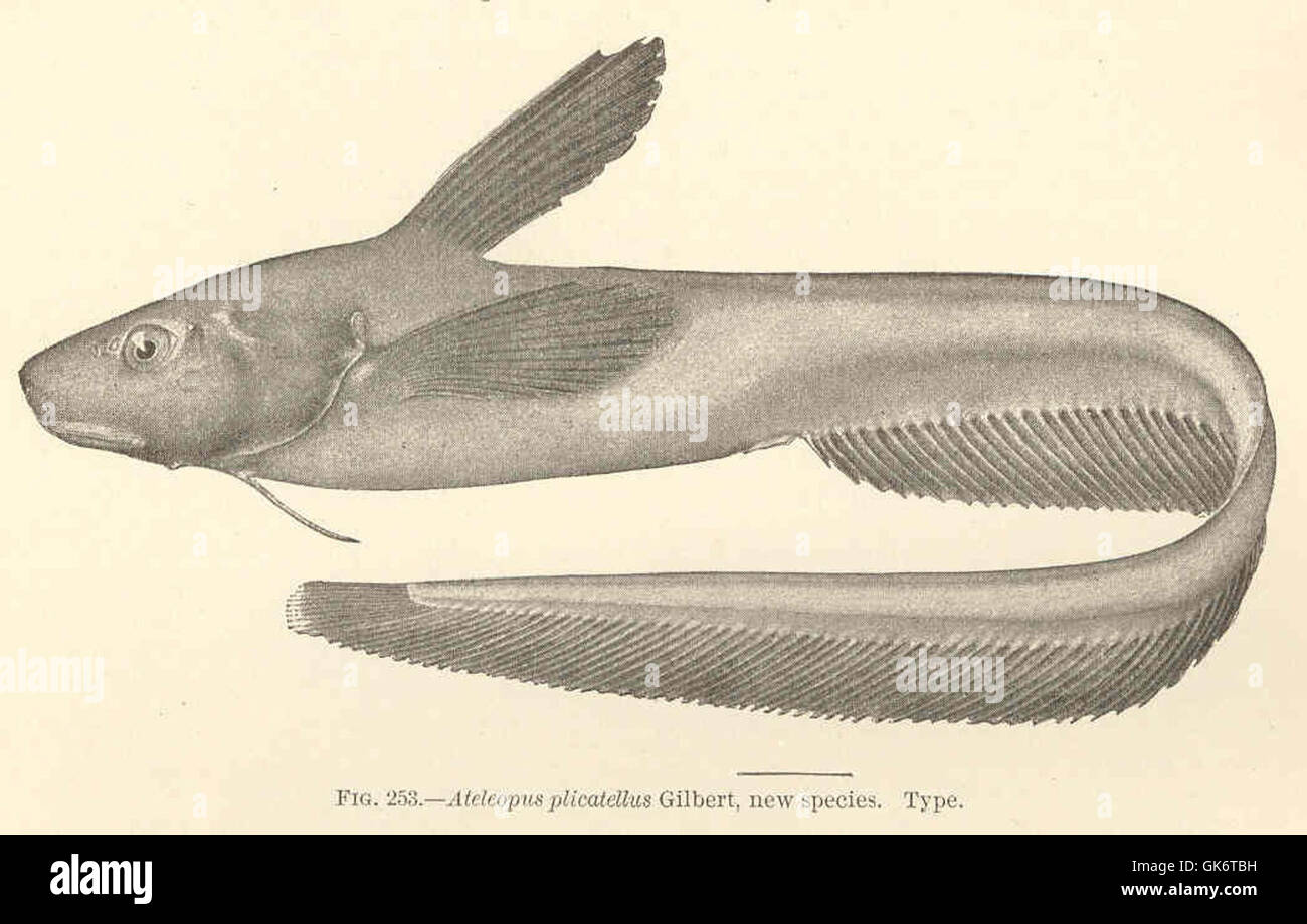 42725 Ateleopus plicatellus Gilbert, new species Type Stock Photo - Alamy