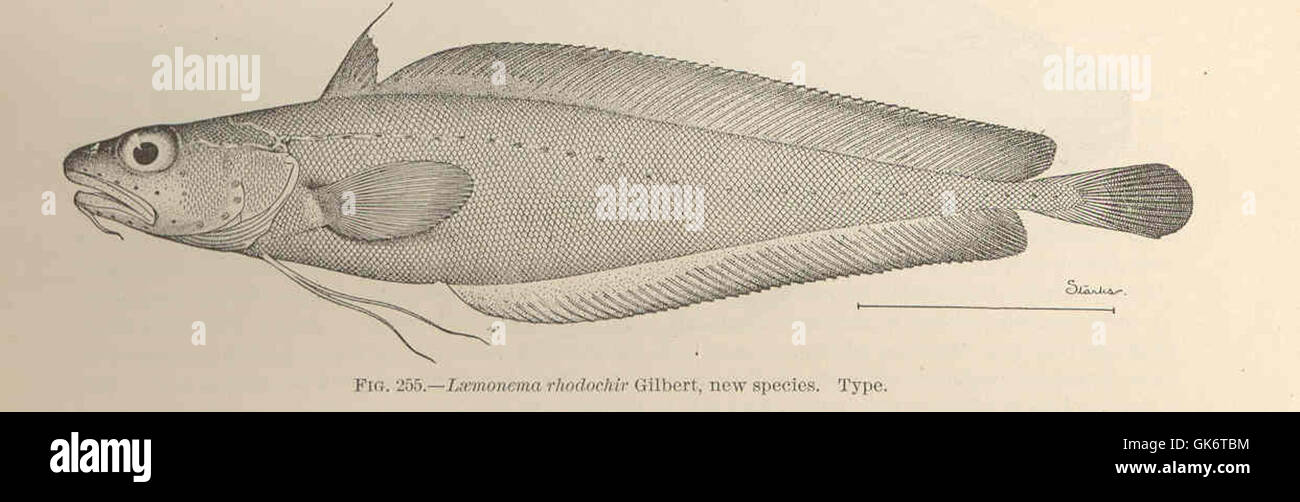 42728 Laemonema rhodochir Gilbert, new species Type Stock Photo - Alamy