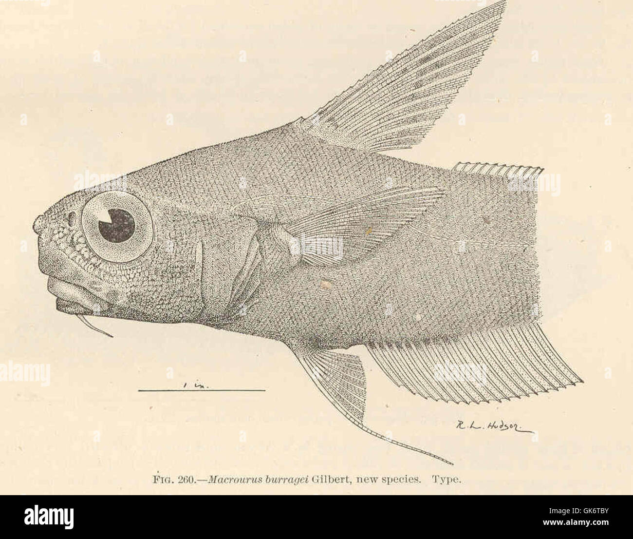 An antique illustration depicting the newly identified species ...