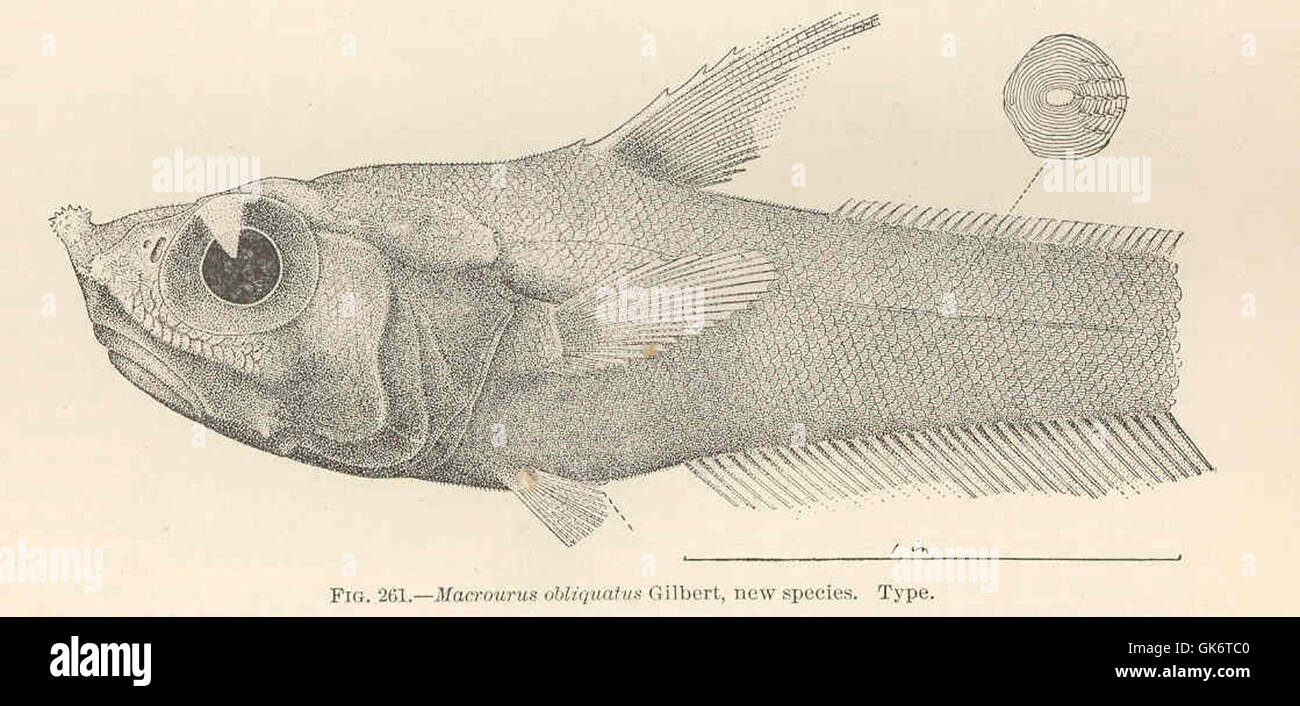 This illustration depicts Macrourus obliquatus, a new species of deep ...