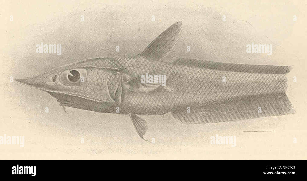 42738 Coelorhynchus aratrum Gilbert, new species Type Stock Photo - Alamy