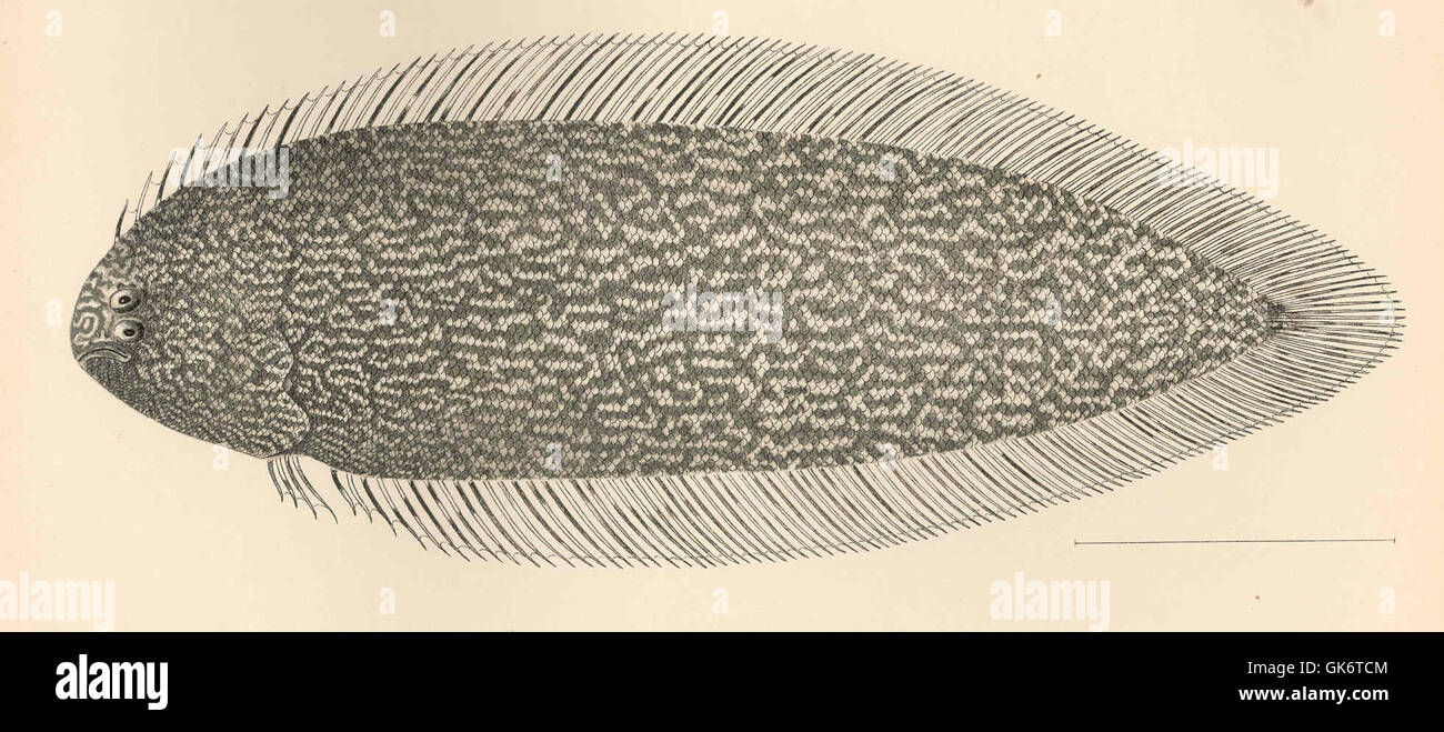 This illustration of *Symphurus undatus*, a species of flatfish, is ...
