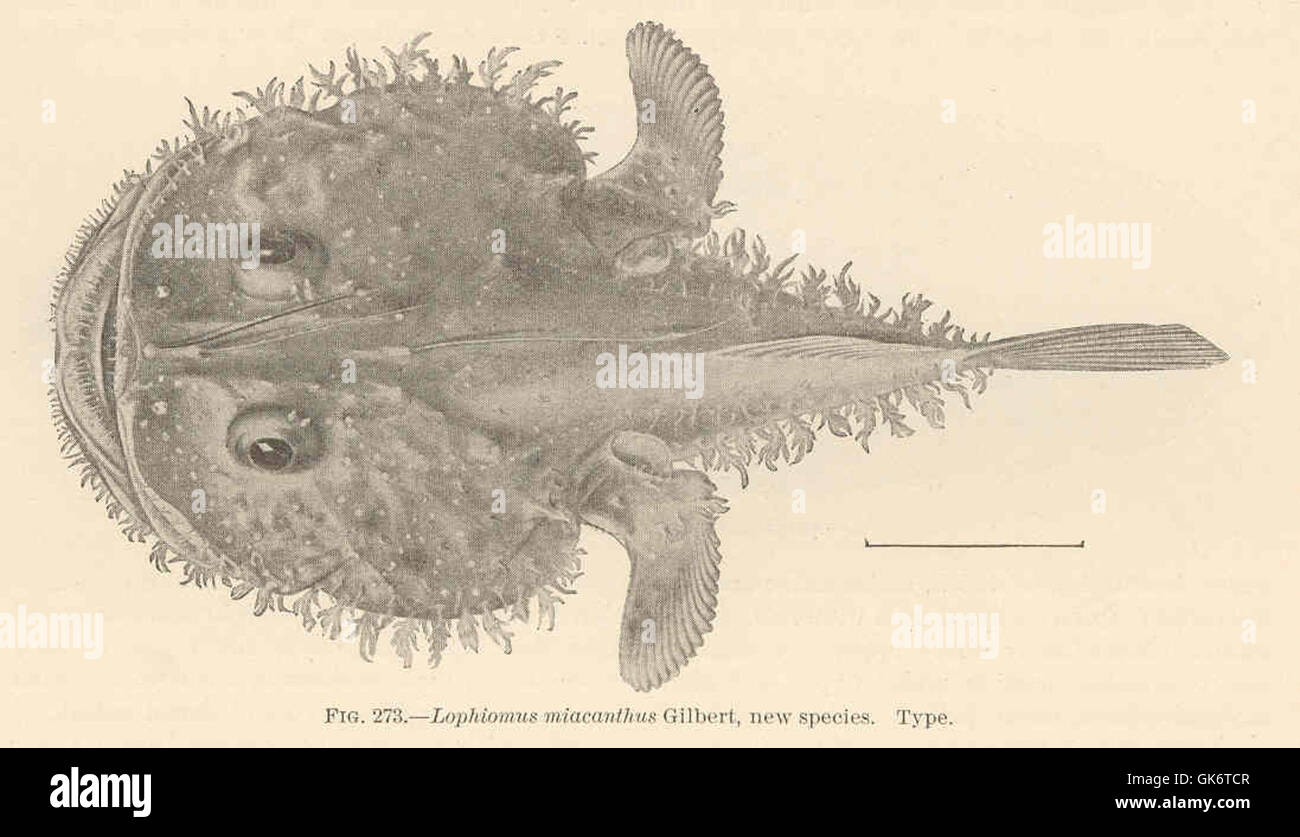 The illustration of Lophiomus miacanthus, a newly identified species ...