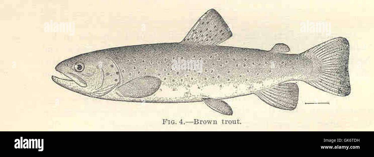 This vintage book illustration depicts a brown trout, often associated ...