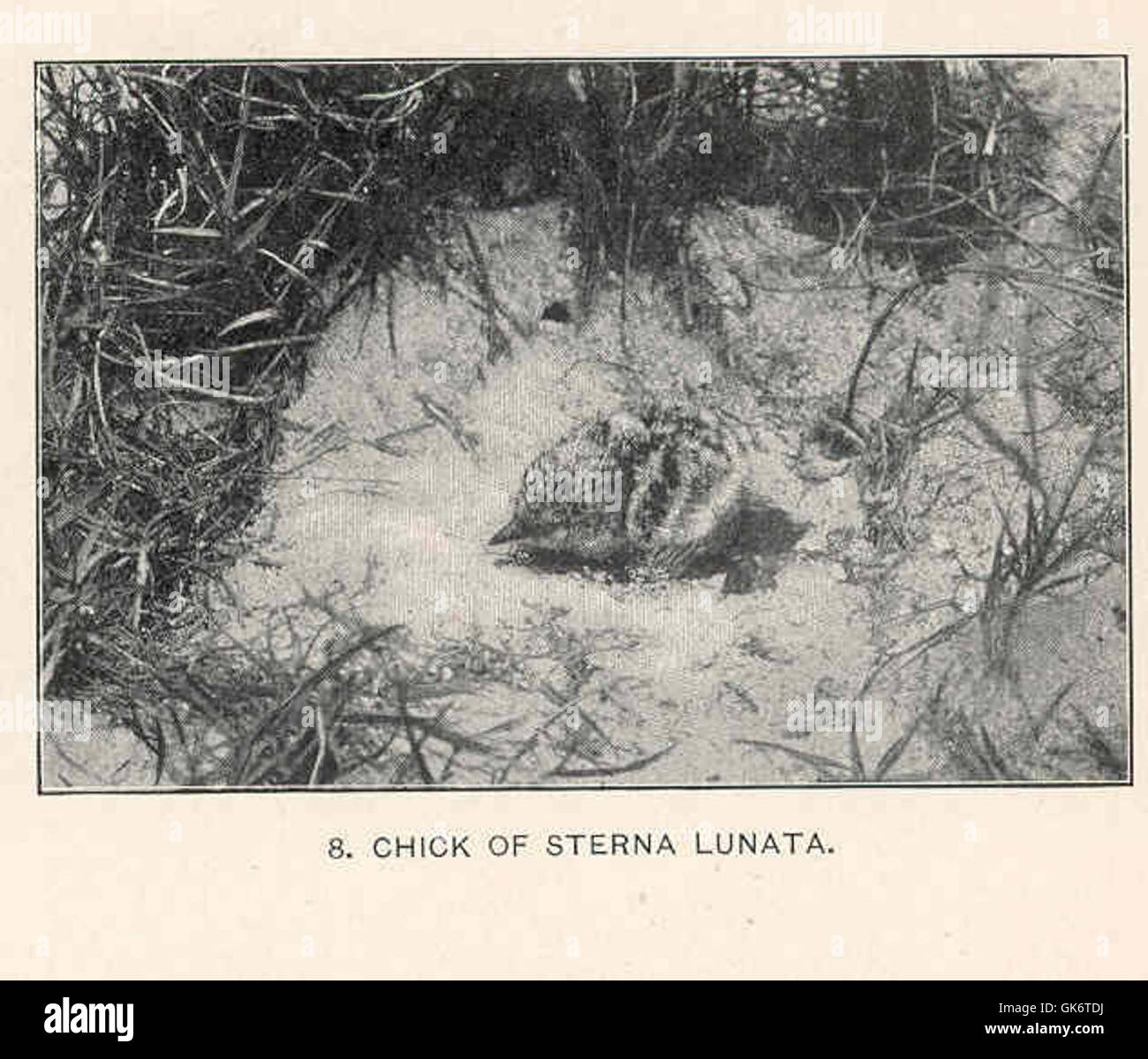 Sterna lunata hi-res stock photography and images - Alamy