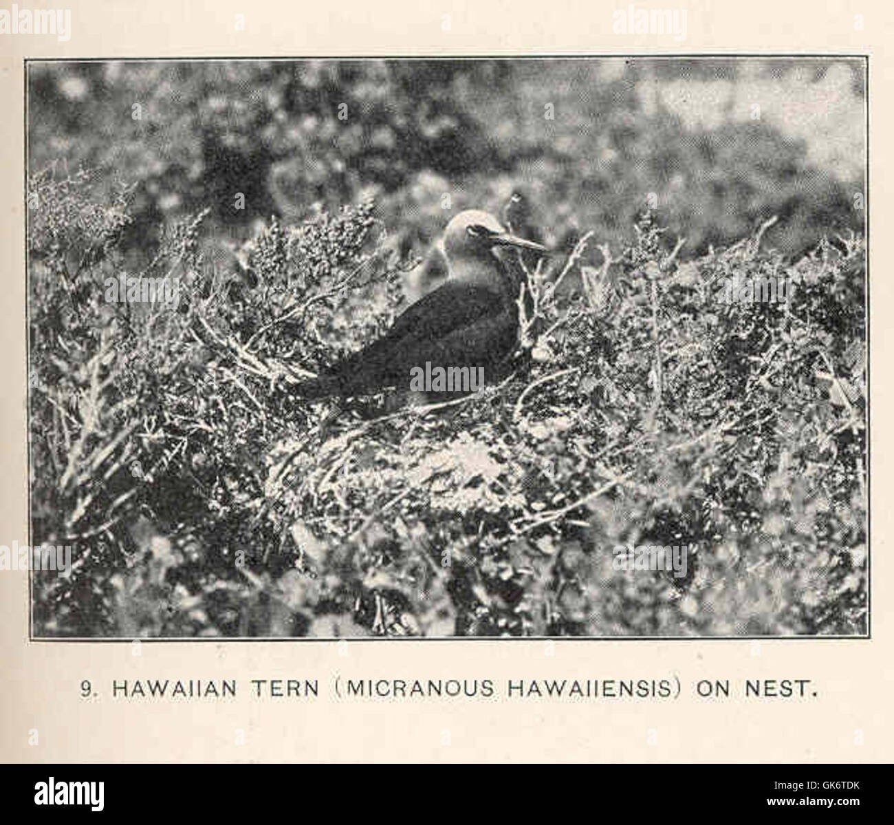 An illustration of the Hawaiian Tern (Micranous hawaiiensis) on its ...