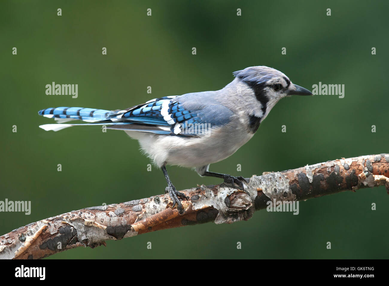 Blue jay on birch branch hi-res stock photography and images - Alamy