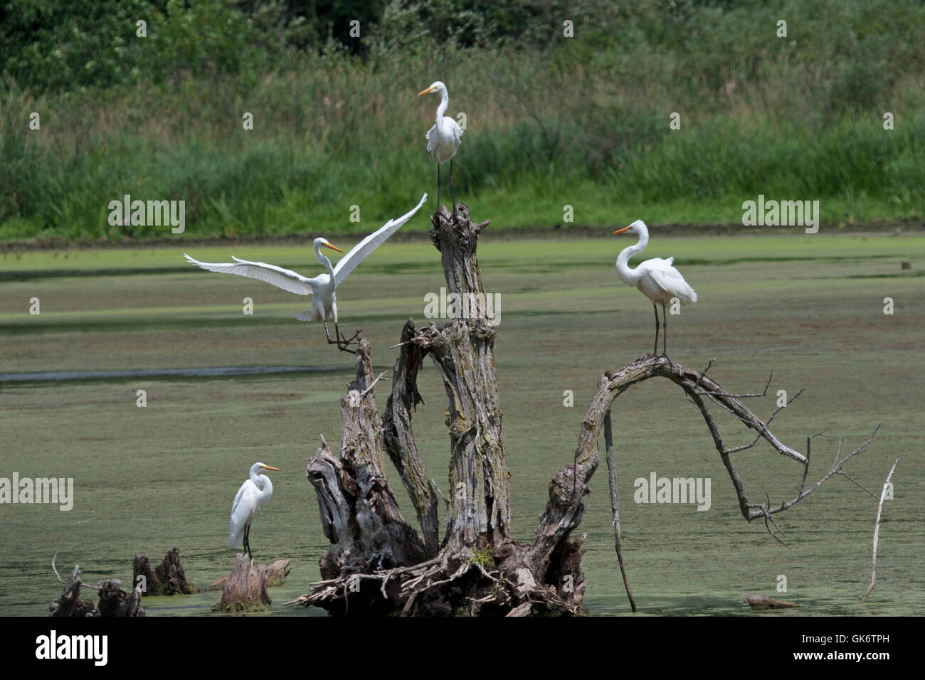 Great white egret lands on tree stump as three other birds look on ...