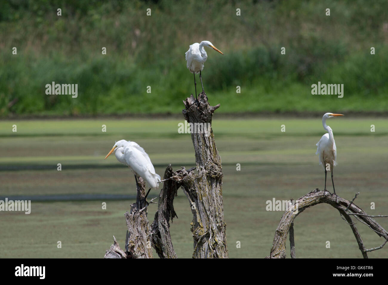 Perch Pond High Resolution Stock Photography and Images - Alamy