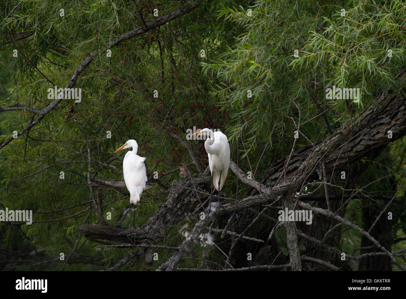 Pair of great white egrets perches in tree Stock Photo - Alamy