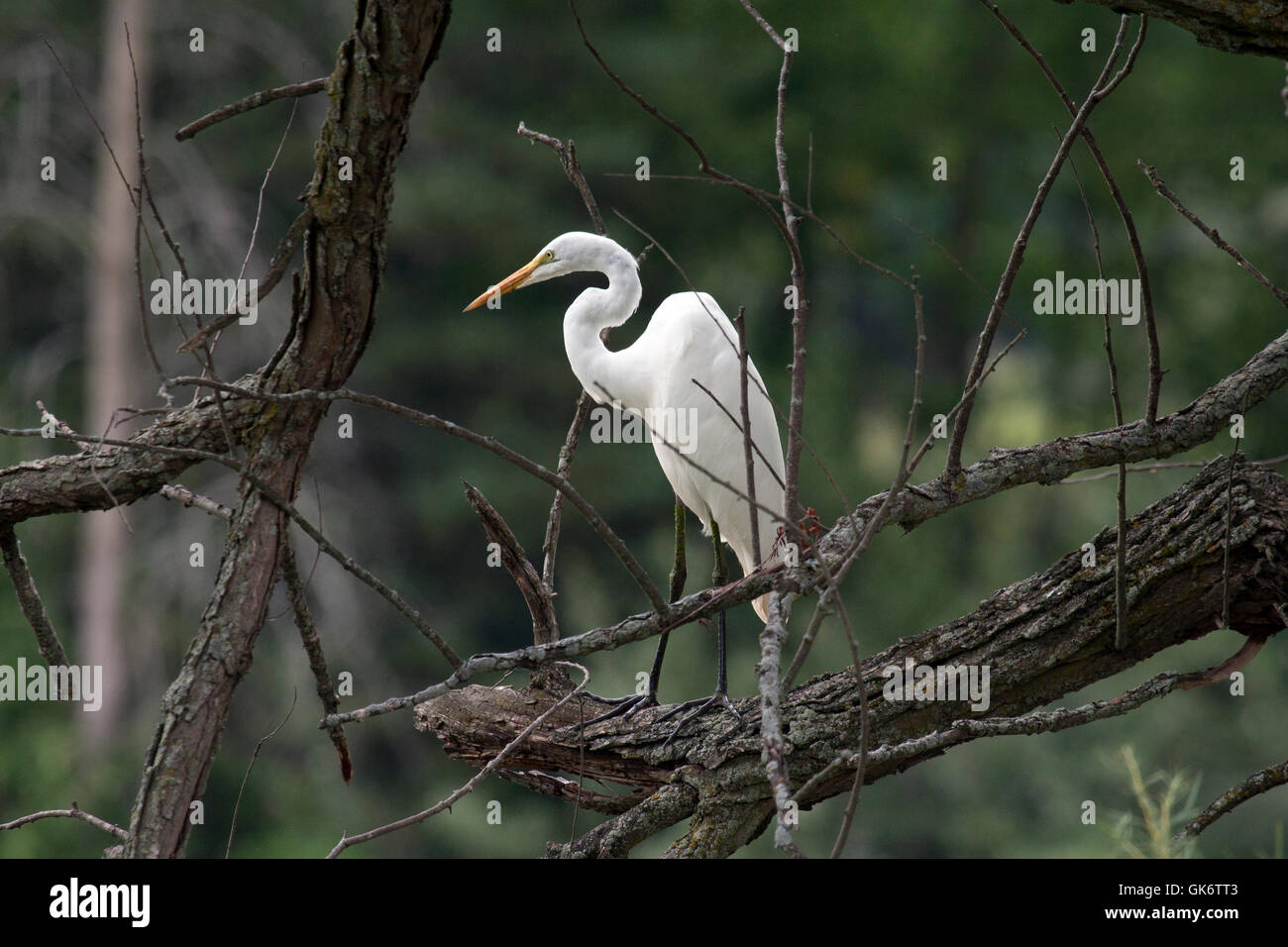 Perches in trees hi-res stock photography and images - Alamy