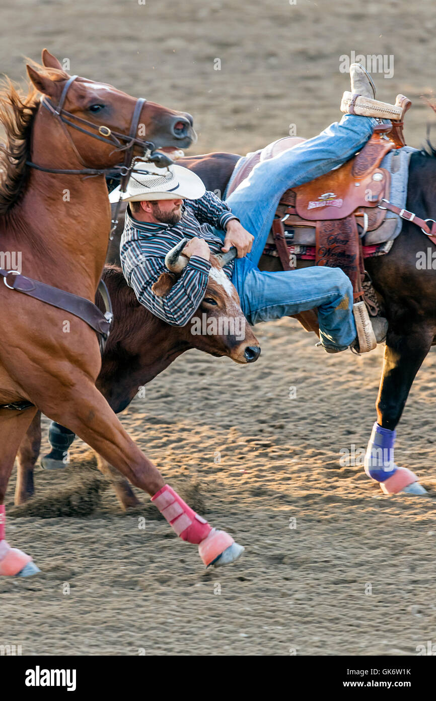 Rodeo cowboys on horseback competing in steer wrestling event, Chaffee ...