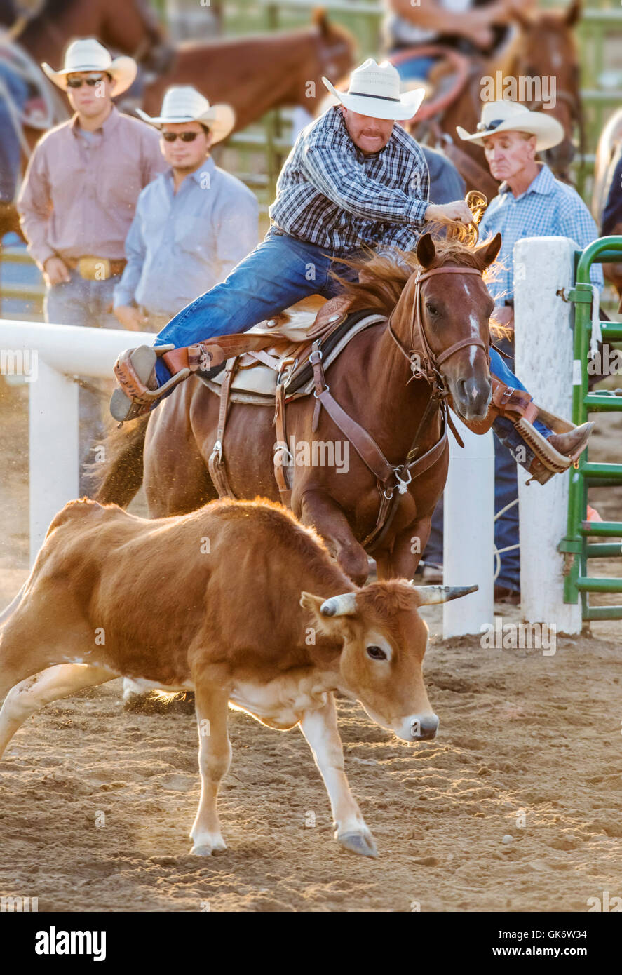 Rodeo cowboys on horseback competing in steer wrestling event, Chaffee ...