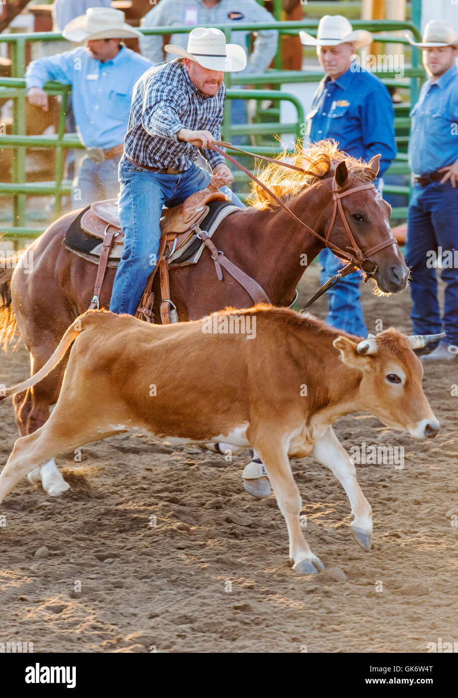 Rodeo cowboys on horseback competing in steer wrestling event, Chaffee ...