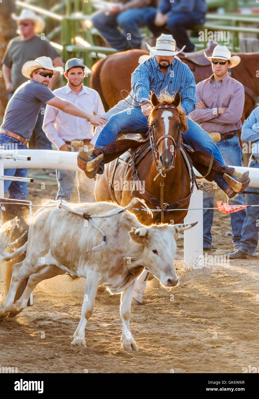 Rodeo cowboys on horseback competing in steer wrestling event, Chaffee ...