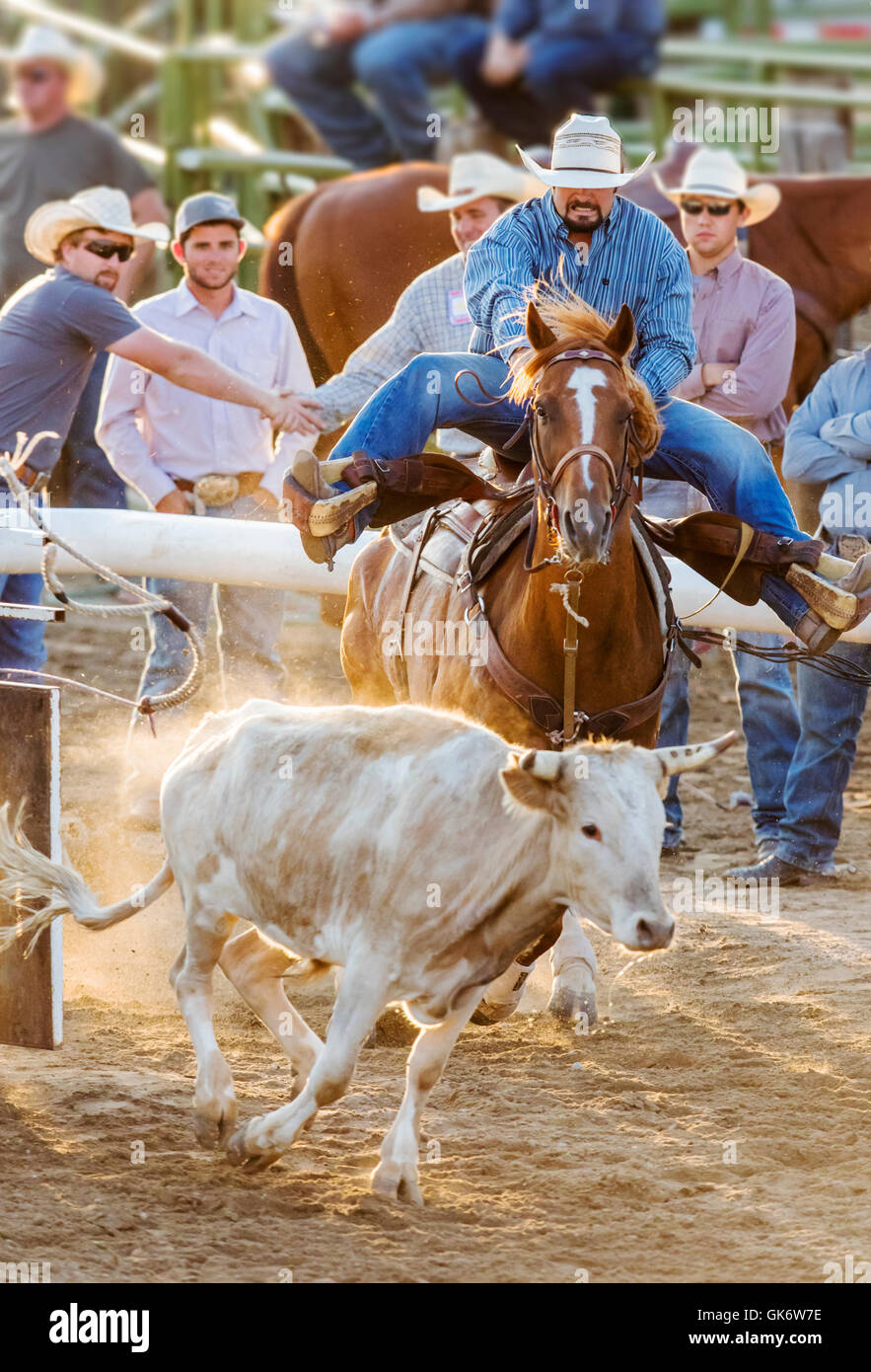 Rodeo cowboys on horseback competing in steer wrestling event, Chaffee ...