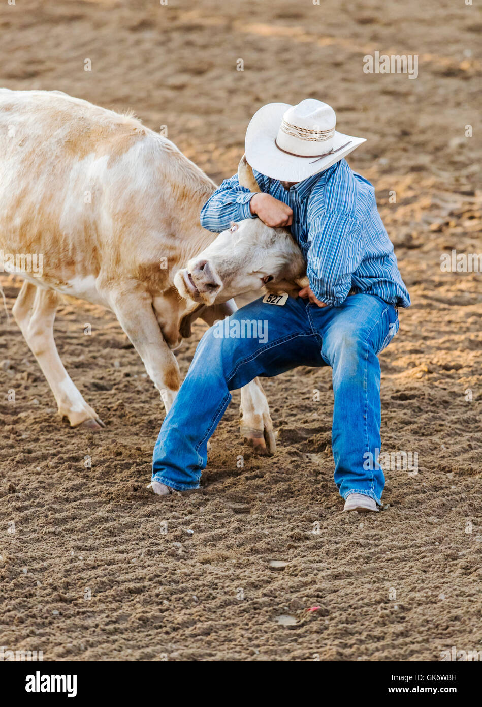 Rodeo cowboys on horseback competing in steer wrestling event, Chaffee ...