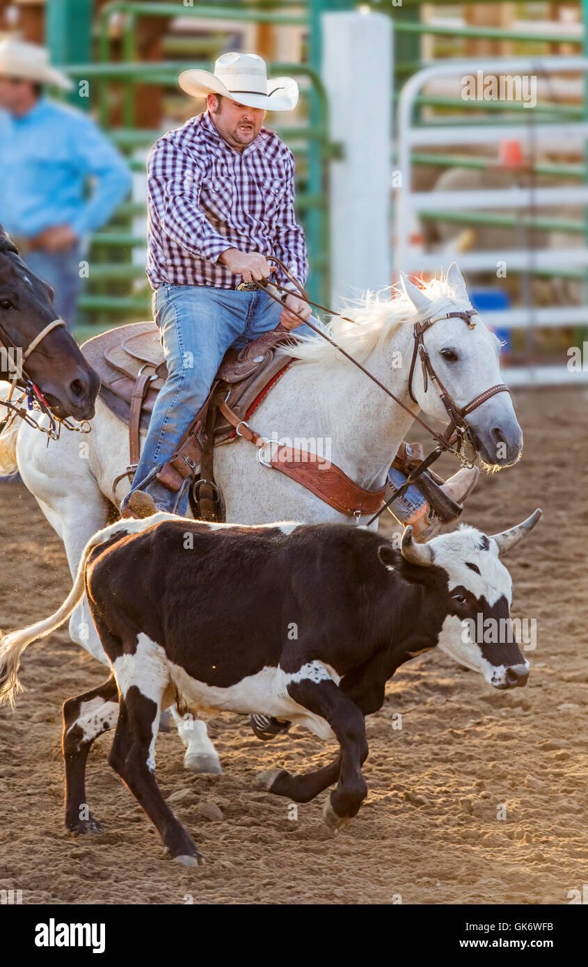 Rodeo cowboys on horseback competing in steer wrestling event, Chaffee ...