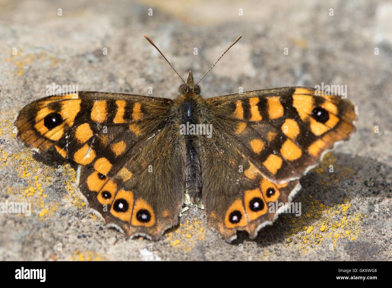 Wall (Lasiommata maera) butterfly basking on a stone Stock Photo - Alamy