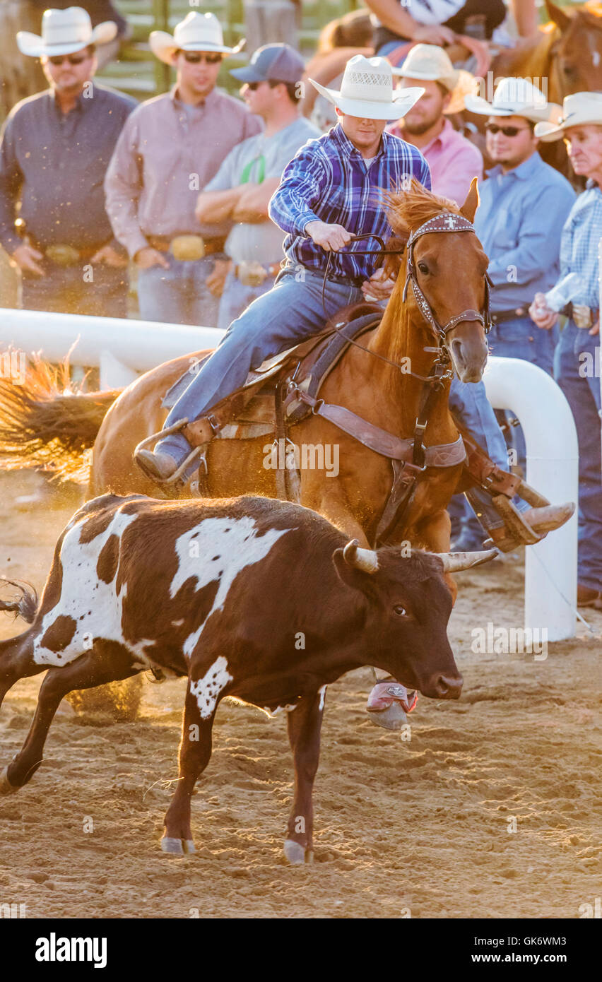 Rodeo cowboys on horseback competing in steer wrestling event, Chaffee ...