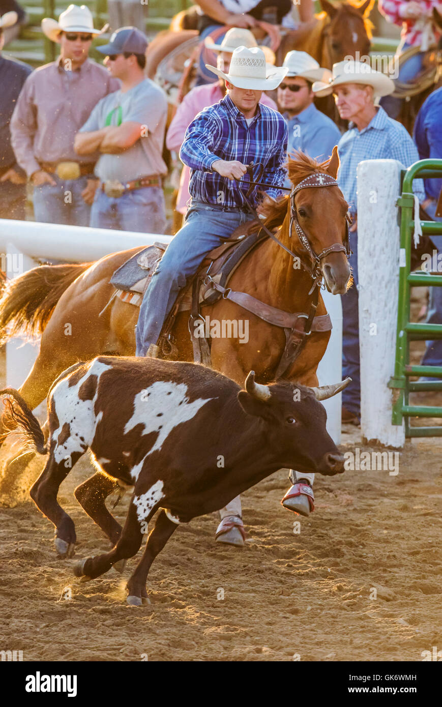 Rodeo cowboys on horseback competing in steer wrestling event, Chaffee ...