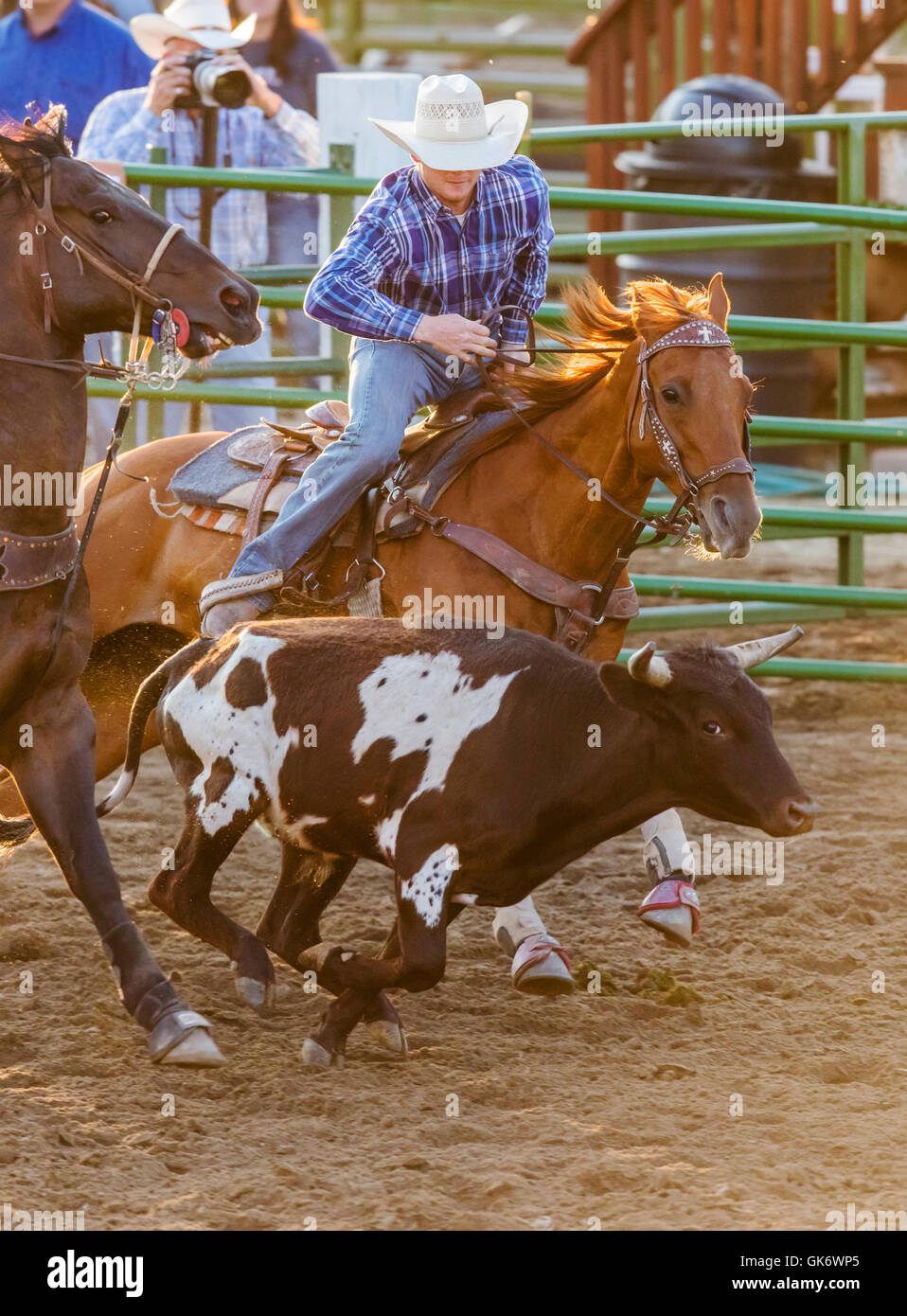 Rodeo cowboys on horseback competing in steer wrestling event, Chaffee ...