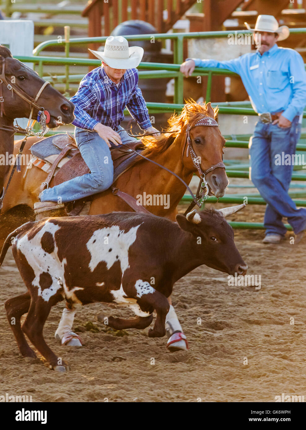 Rodeo cowboys on horseback competing in steer wrestling event, Chaffee ...