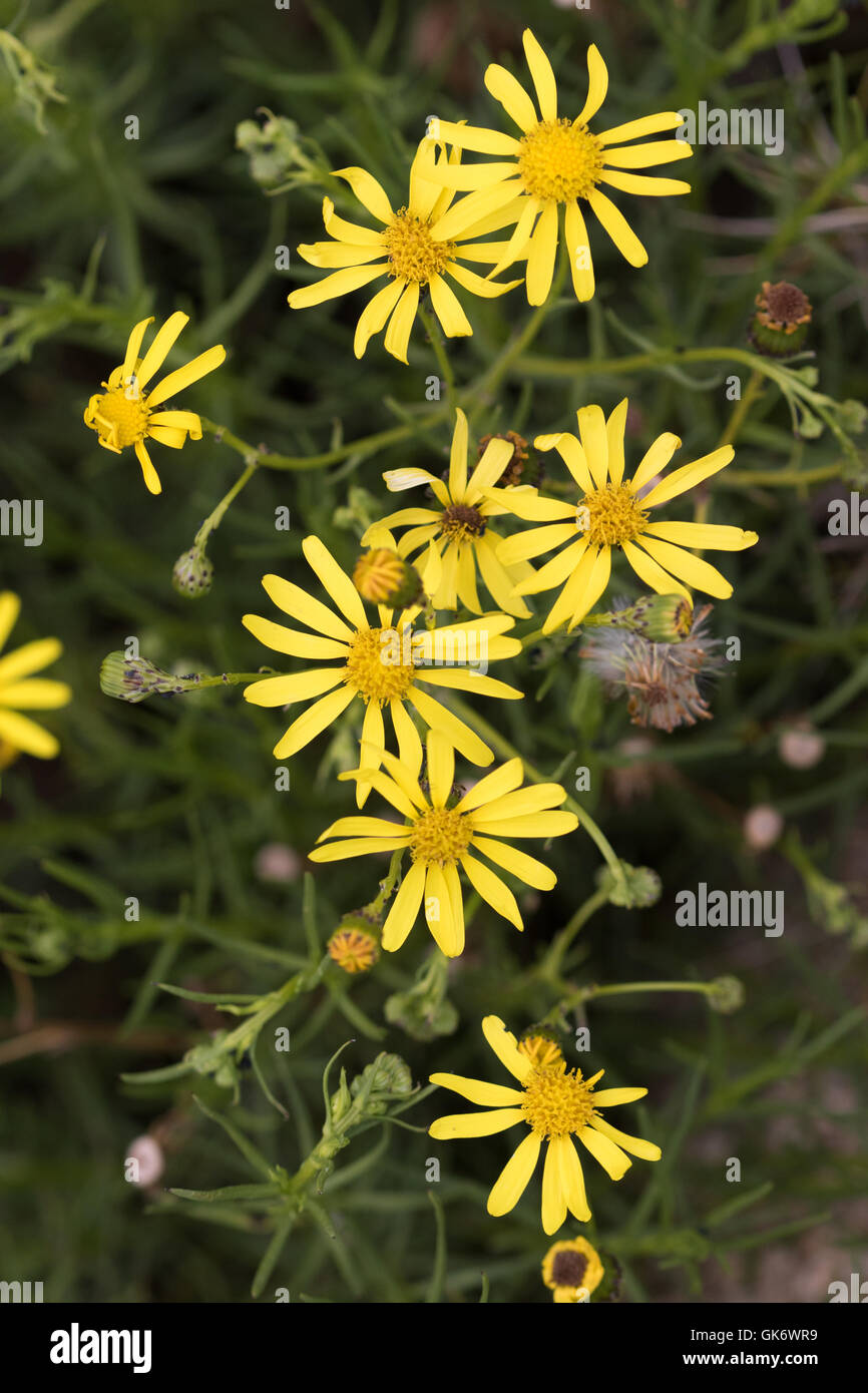 Yellow Asters (Asteraceae) flowers in Catalunya, Spain Stock Photo - Alamy