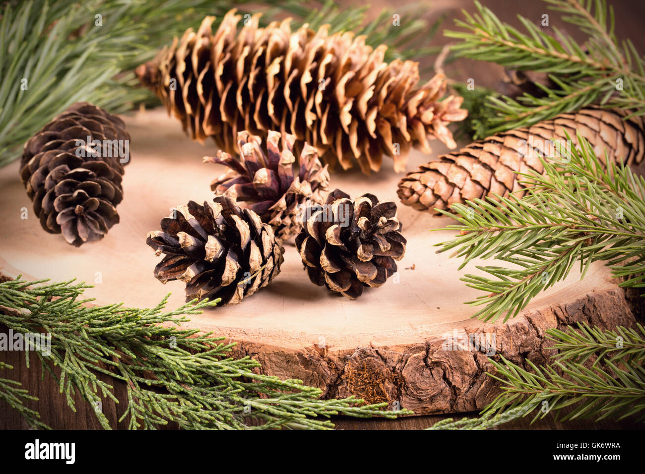 Coniferous tree cone hi-res stock photography and images - Alamy
