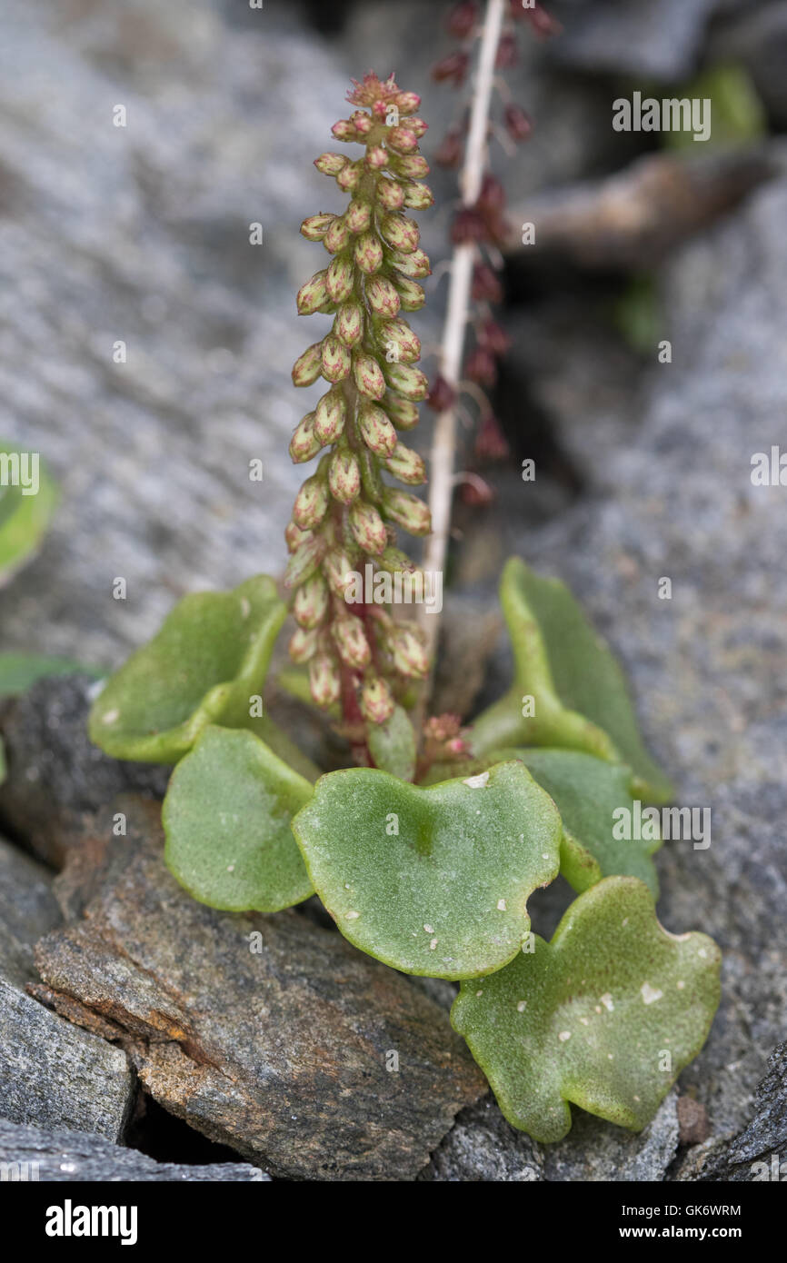 Umbilicus hi-res stock photography and images - Alamy