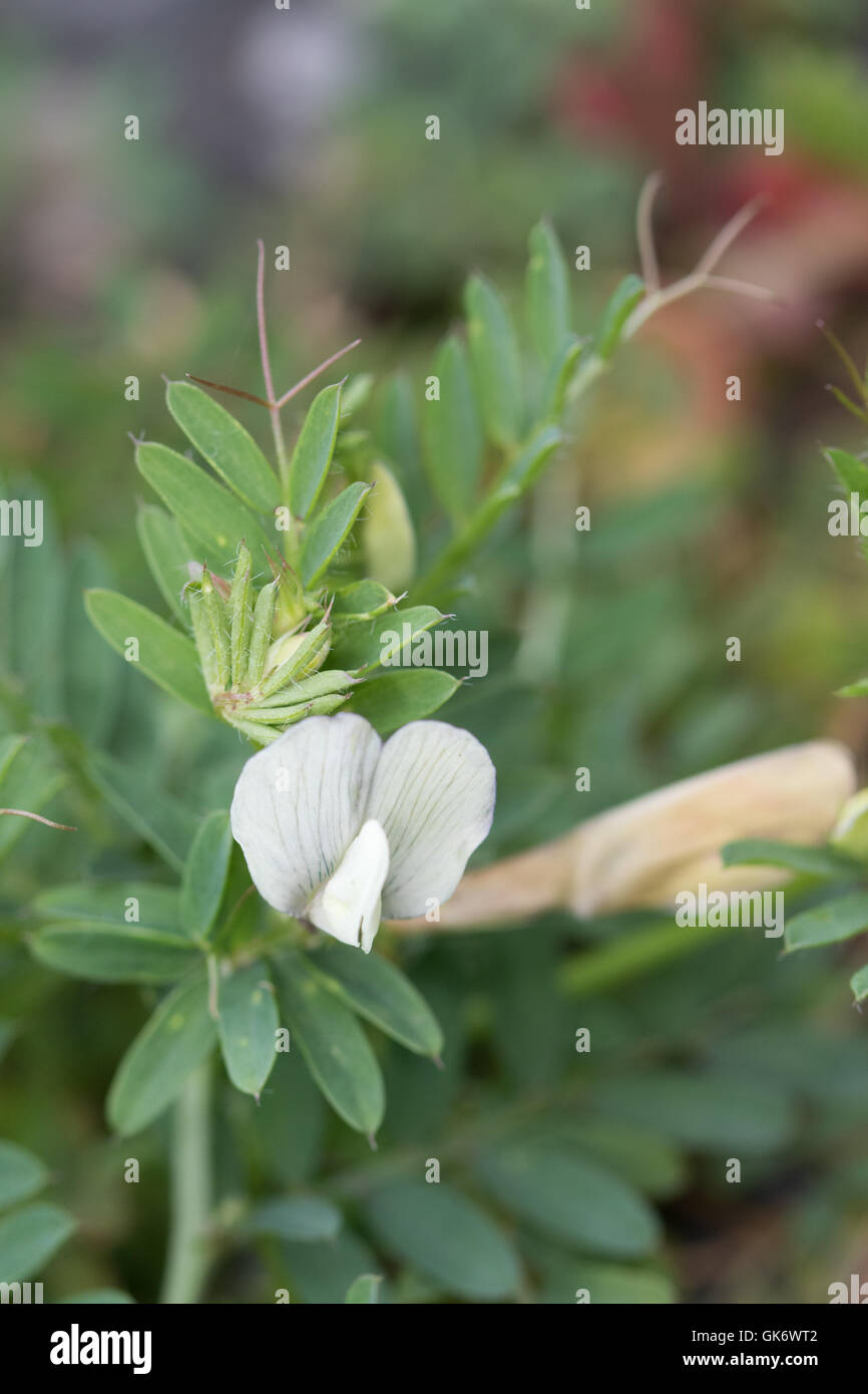 Yellow Vetch (Vicia lutea) flower Stock Photo - Alamy