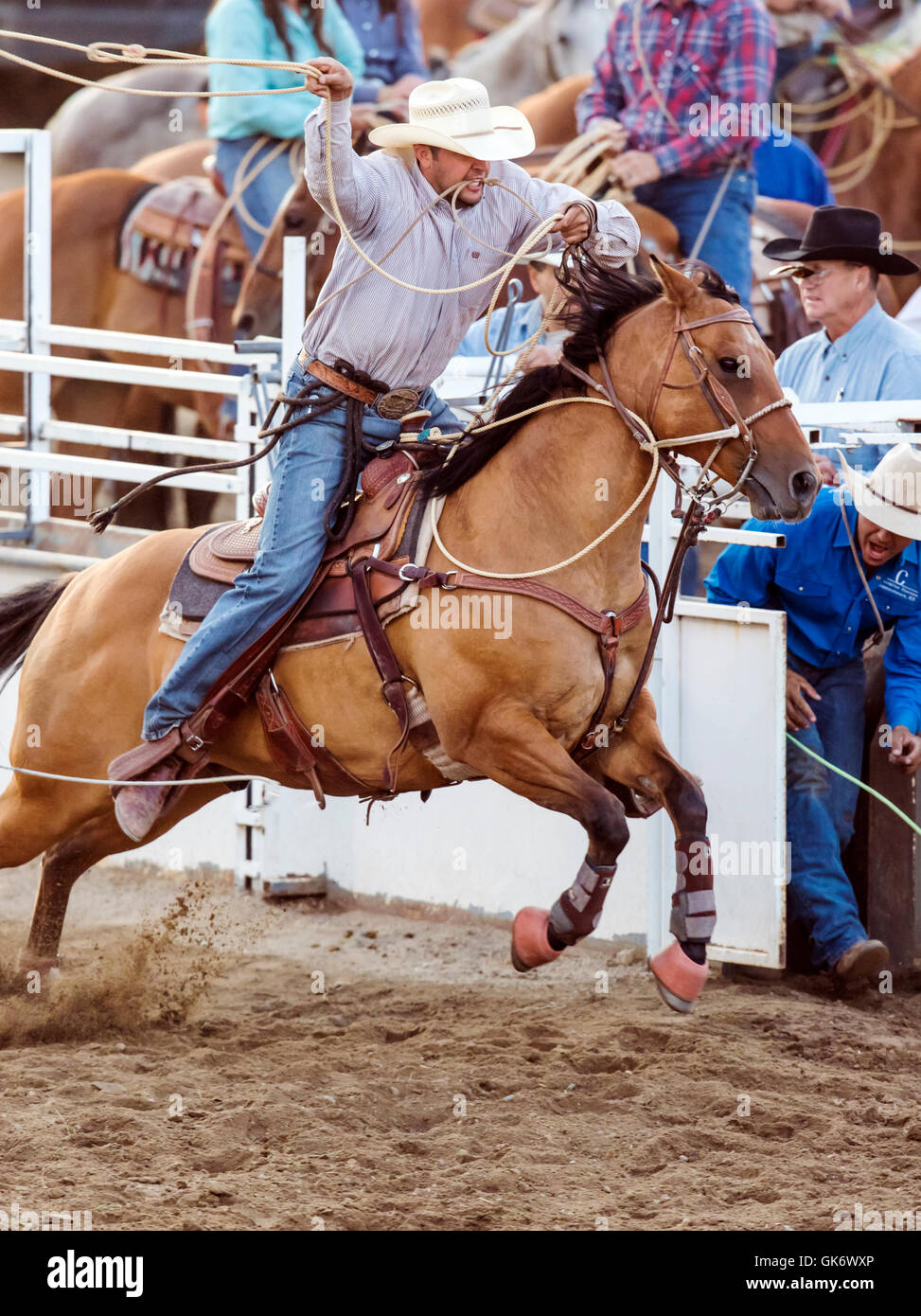 Rodeo cowboy on horseback competing in calf roping, or tie-down roping ...