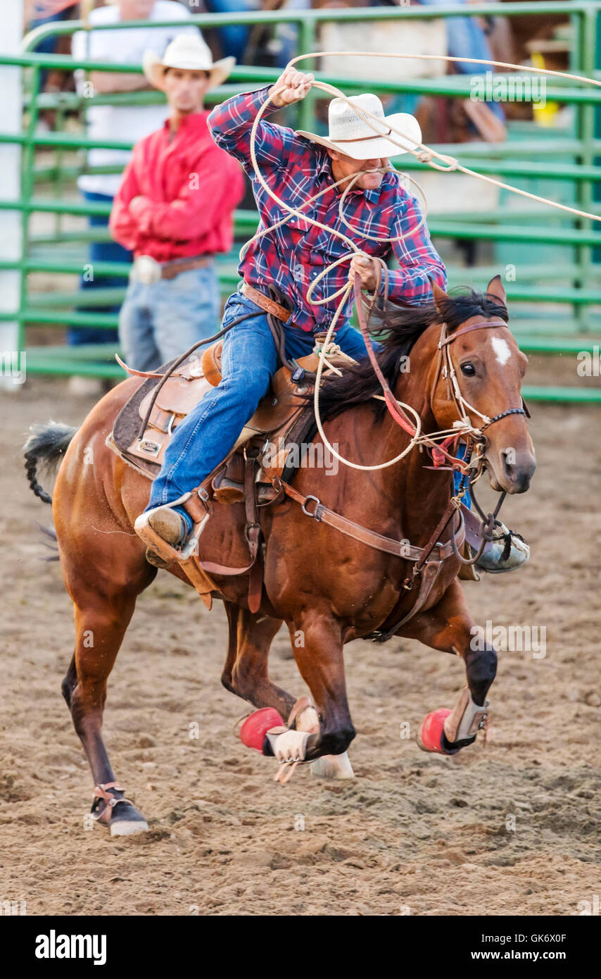 Rodeo cowboy on horseback competing in calf roping, or tie-down roping ...