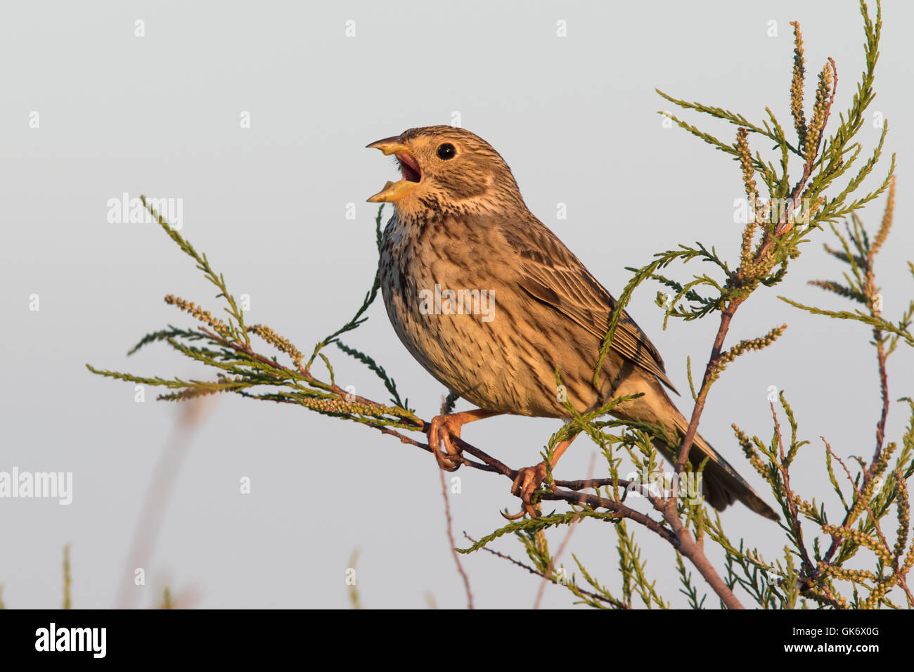 singing Corn Bunting (Miliaria calandra Stock Photo - Alamy