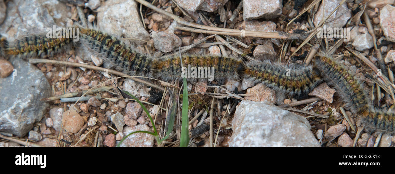 Pine Processionary moth (Thaumetopoea pityocampa) caterpillars ...