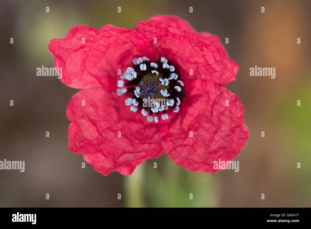 Pricklyhead Poppy (Papaver hybridum) flower Stock Photo - Alamy