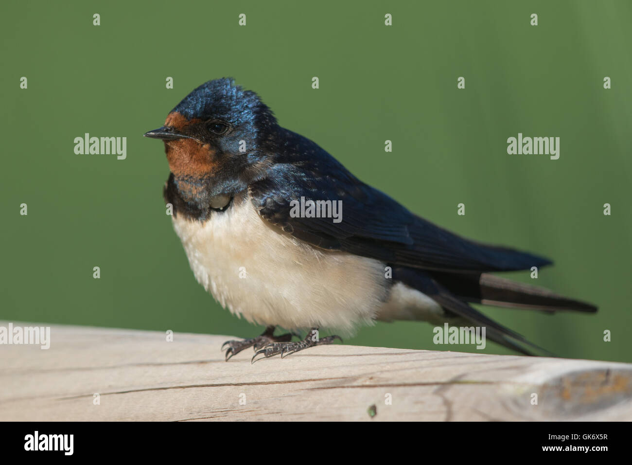 Barn Swallow (Hirundo rustica Stock Photo - Alamy