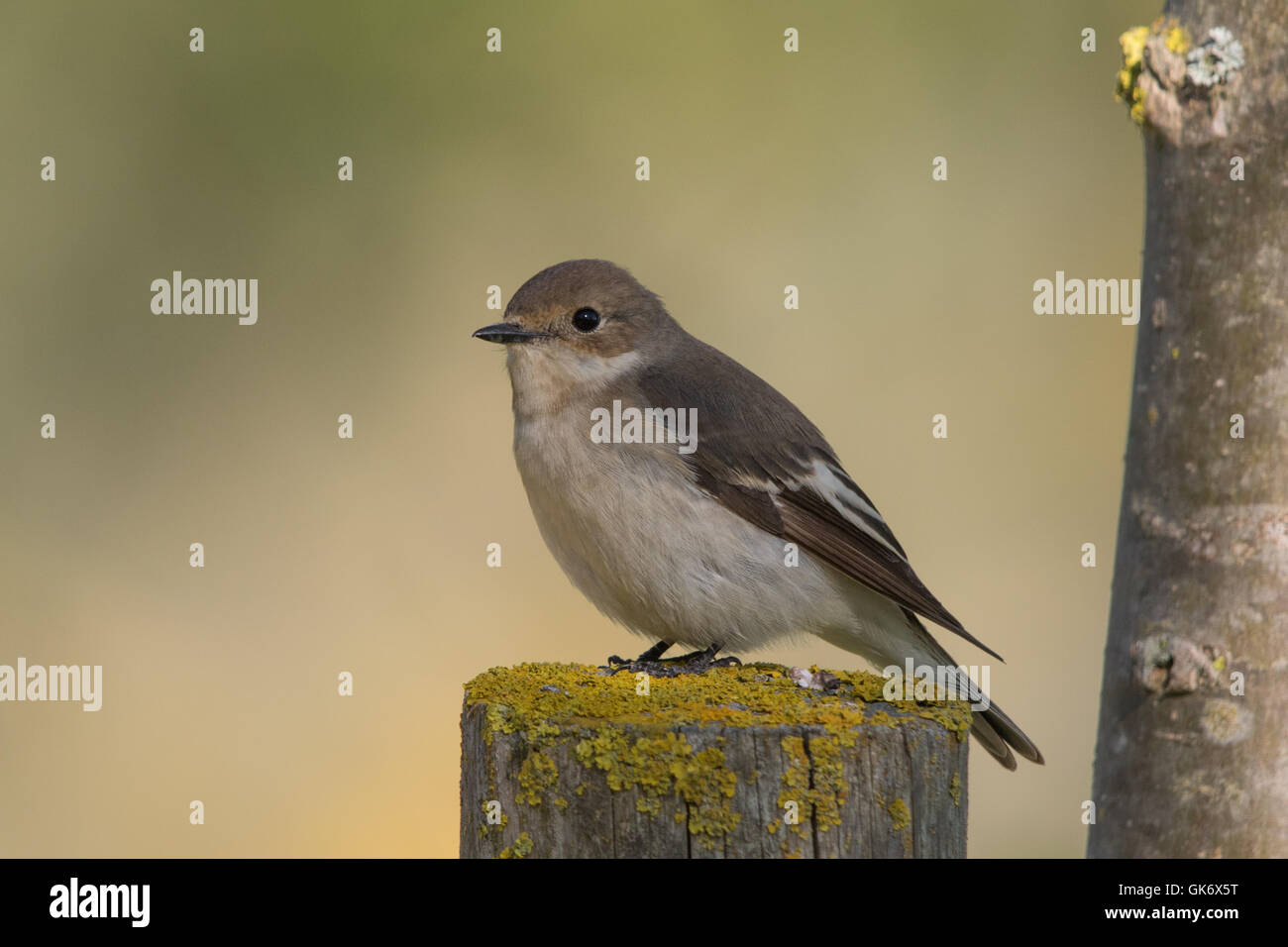female European Pied Flycatcher (Ficedula hypoleuca Stock Photo - Alamy