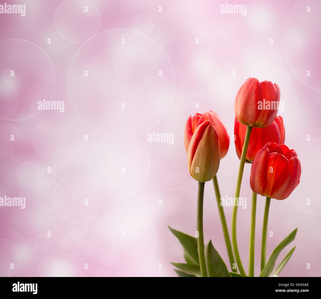 Five red tulips on light blured background Stock Photo - Alamy