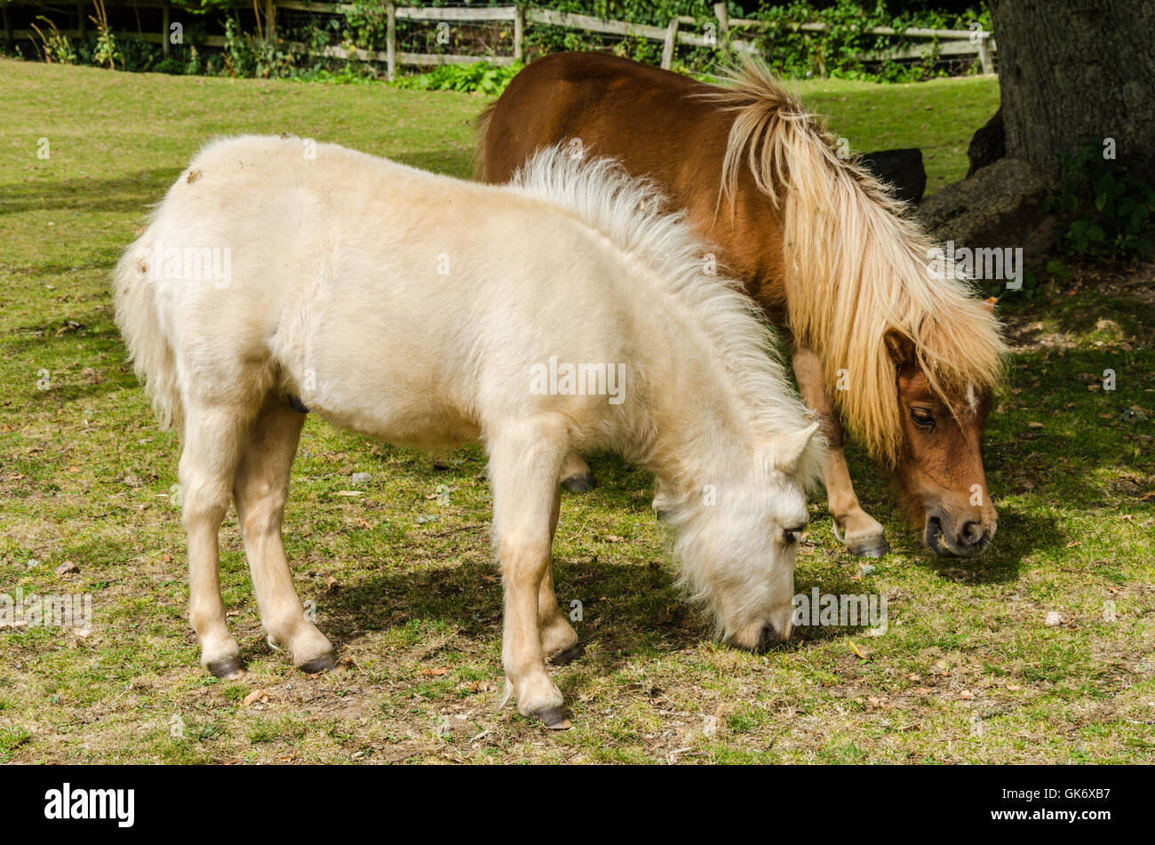 A couple of miniature ponies Stock Photo - Alamy