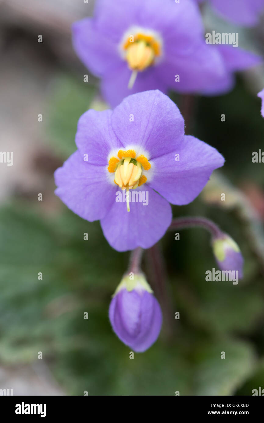 Pyrenean-violet (Ramonda myconi Stock Photo - Alamy