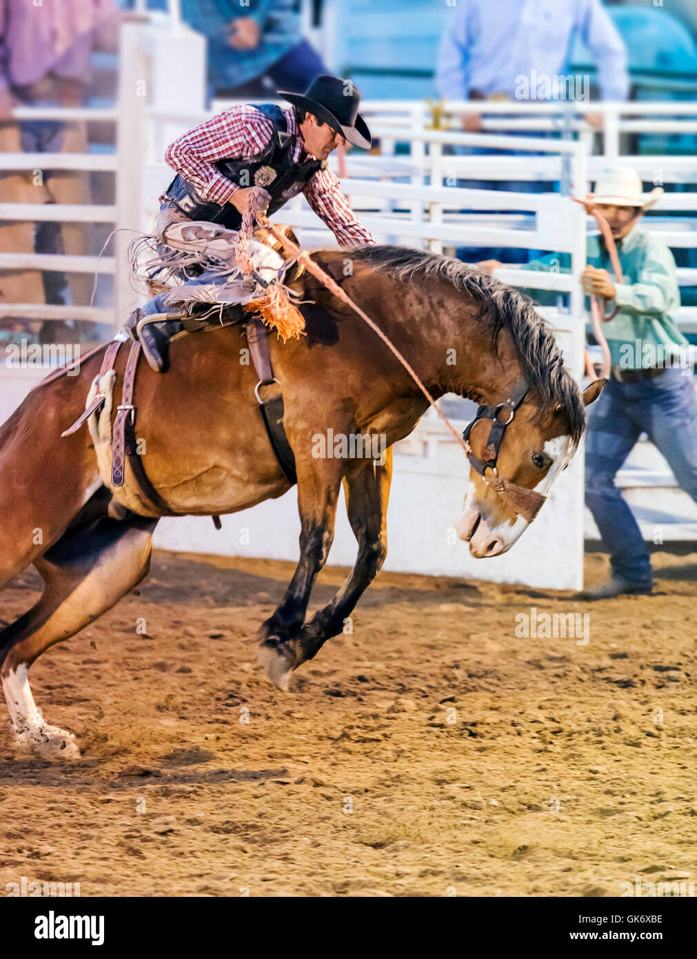Rodeo cowboy riding a bucking horse, saddle bronc competition, Chaffee ...