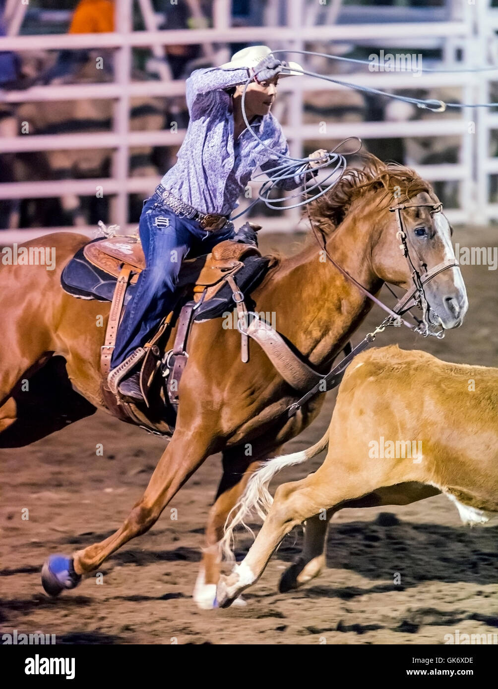 Rodeo cowgirl on horseback competing in calf roping, or tie-down roping ...