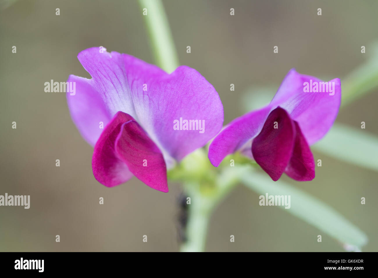 Common vetch hi-res stock photography and images - Alamy