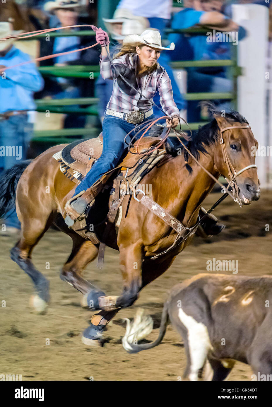 Rodeo cowgirl on horseback competing in calf roping, or tie-down roping ...