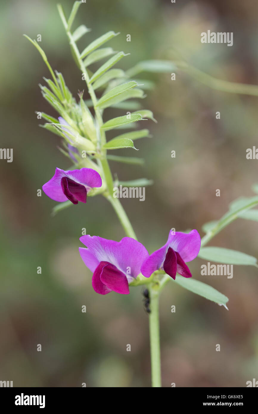 Common Vetch (Vicia sativa) flower Stock Photo - Alamy